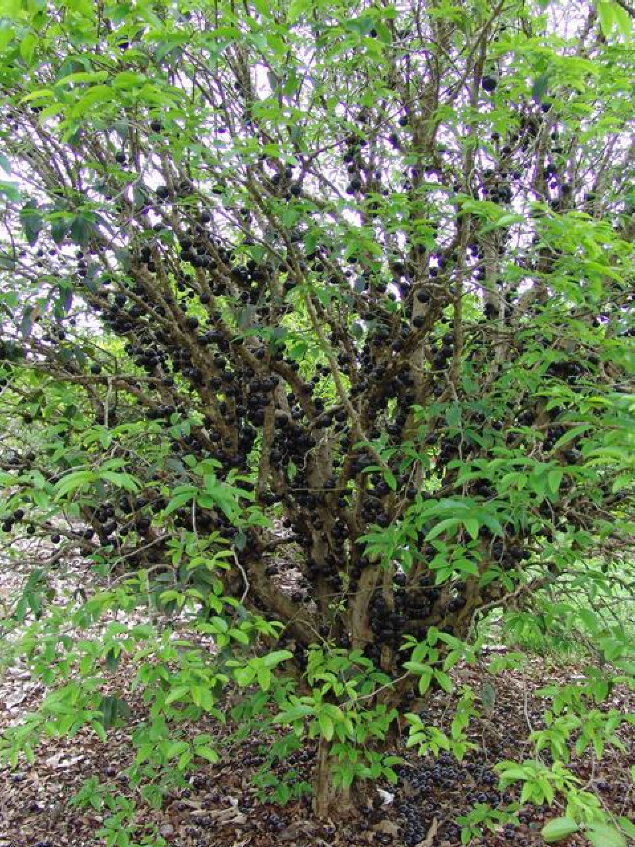 Cara Menanam Anggur Brazil Di Lahan Perkebunan | Minta Informasi