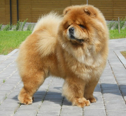 qpapp: [강아지종류] 중국사자개로 유명한 차우차우! [Dog kind] Chow Chow is Famous Chinese ...