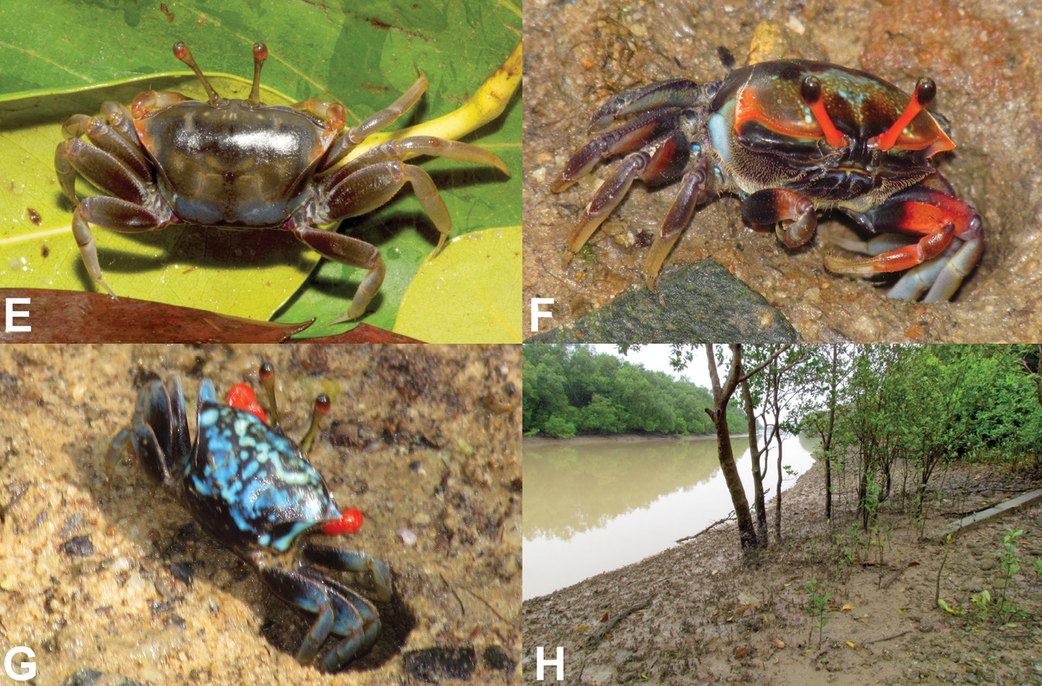 Species New to Science: [Crustacea • 2018] Tubuca alcocki • A New ...