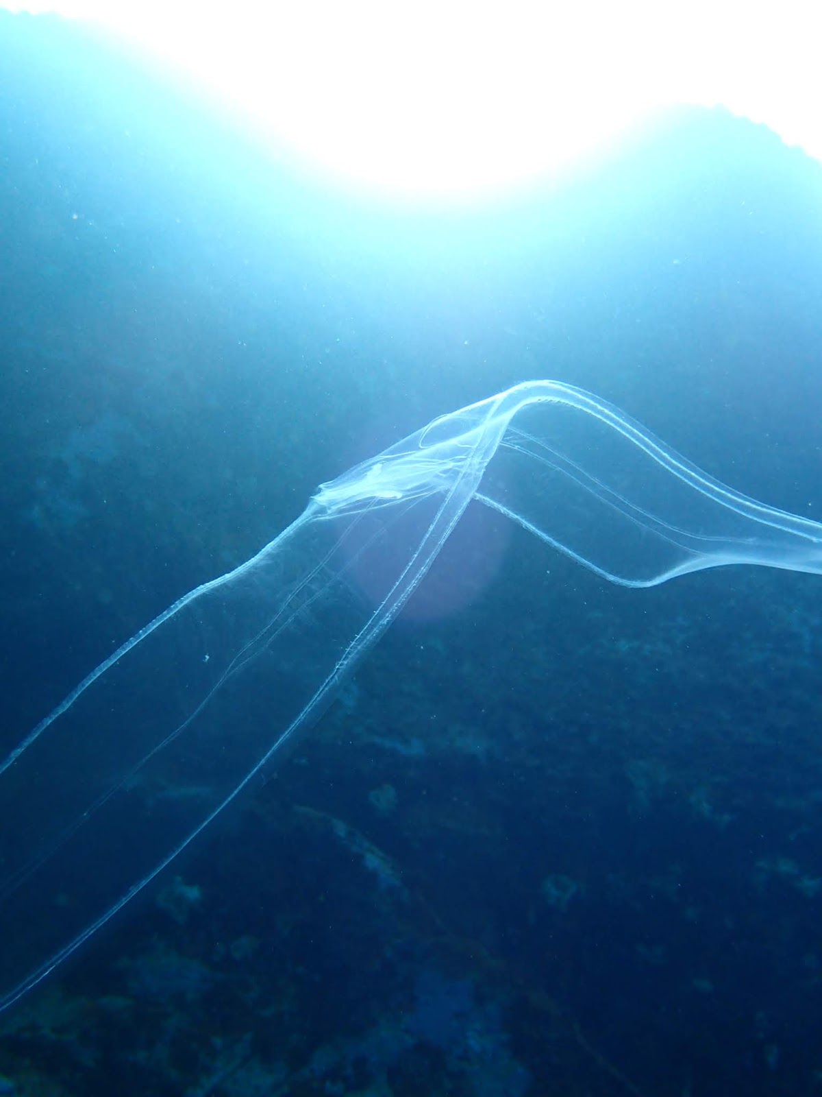 Tubo i ulleres: Sembla mentida que hi hagi animals així: el cinturó de ...
