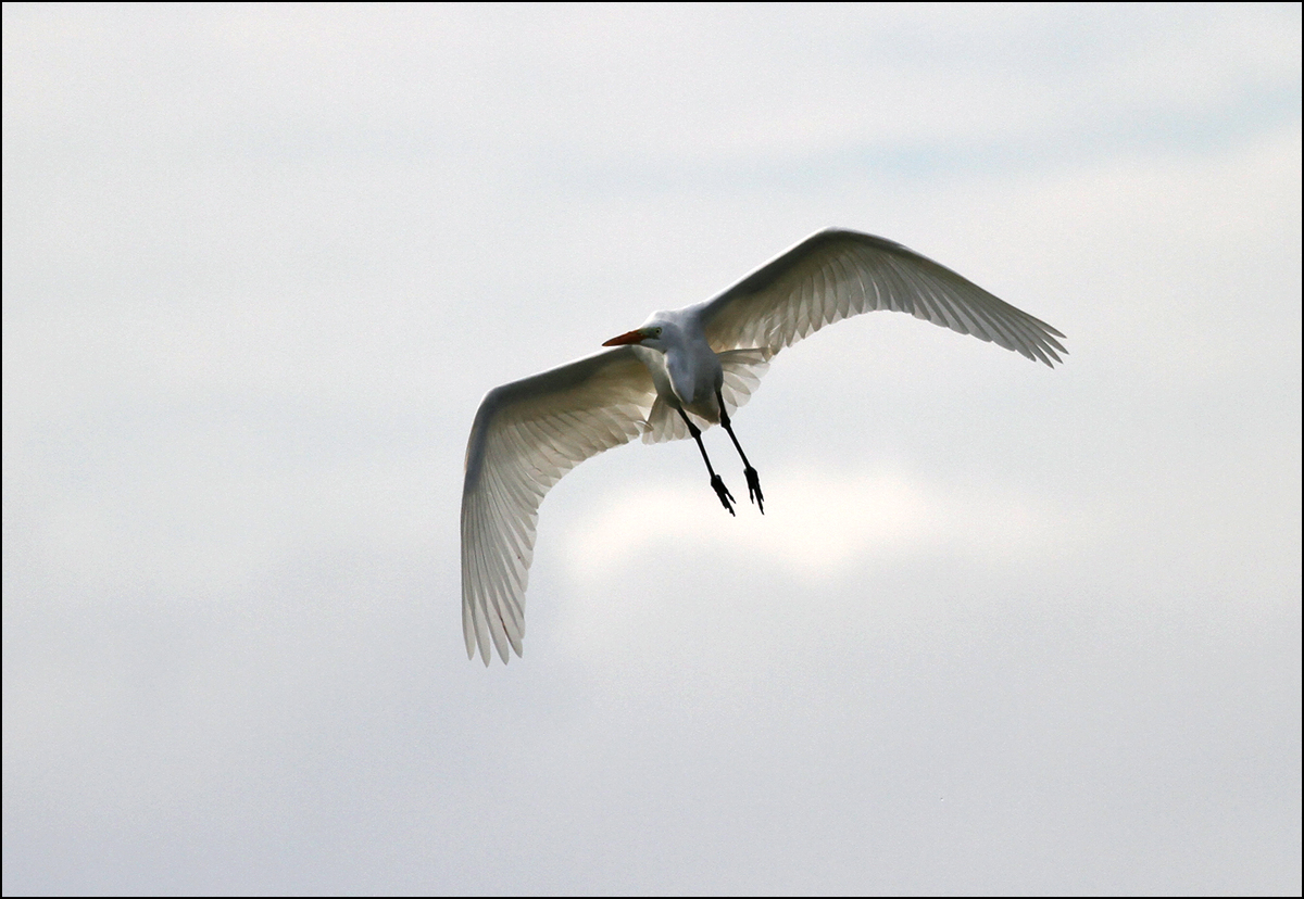Natur og fotokunst: Observación de aves en Costa Blanca, Birding in ...