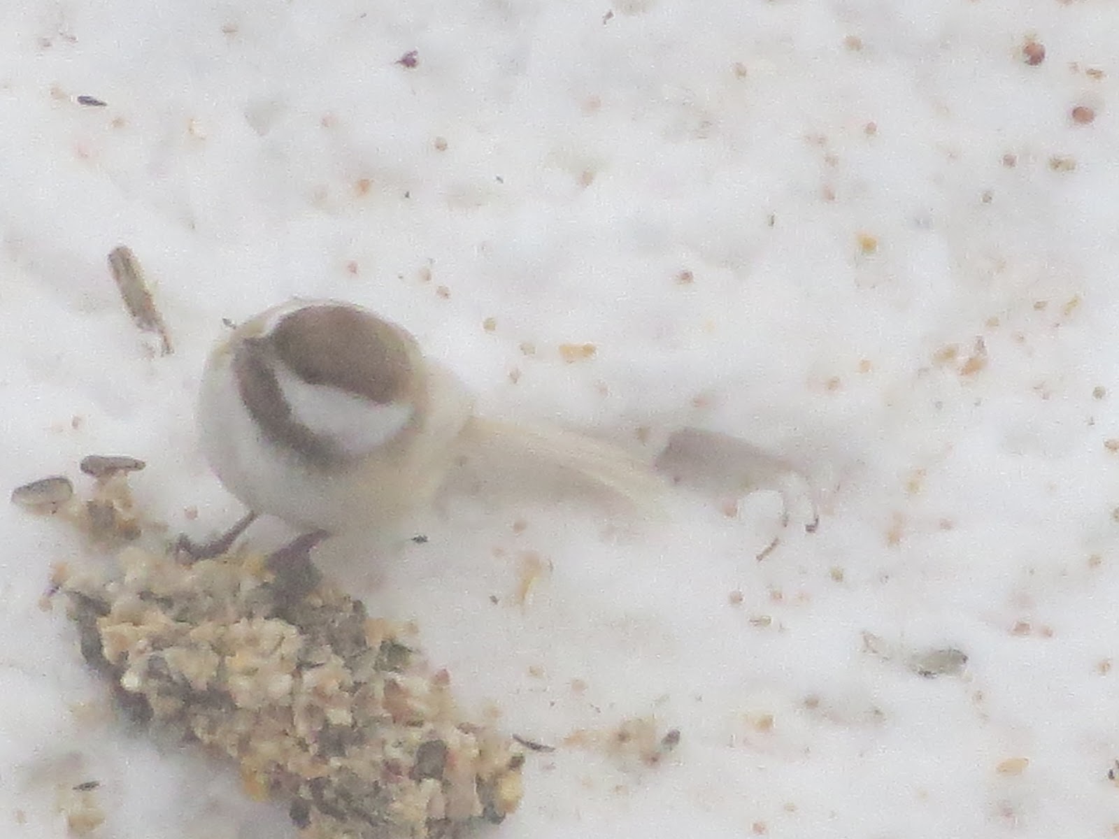 Laura's Birding Blog: Abnormal Plumage, Part II: Leucistic Birds