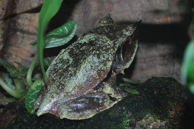 Singapore Wild Animals: Singapore Amphibians