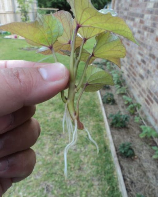 Cara Menanam Ubi Jalar Lengkap Dan Benar - Pertanian dan Budidaya