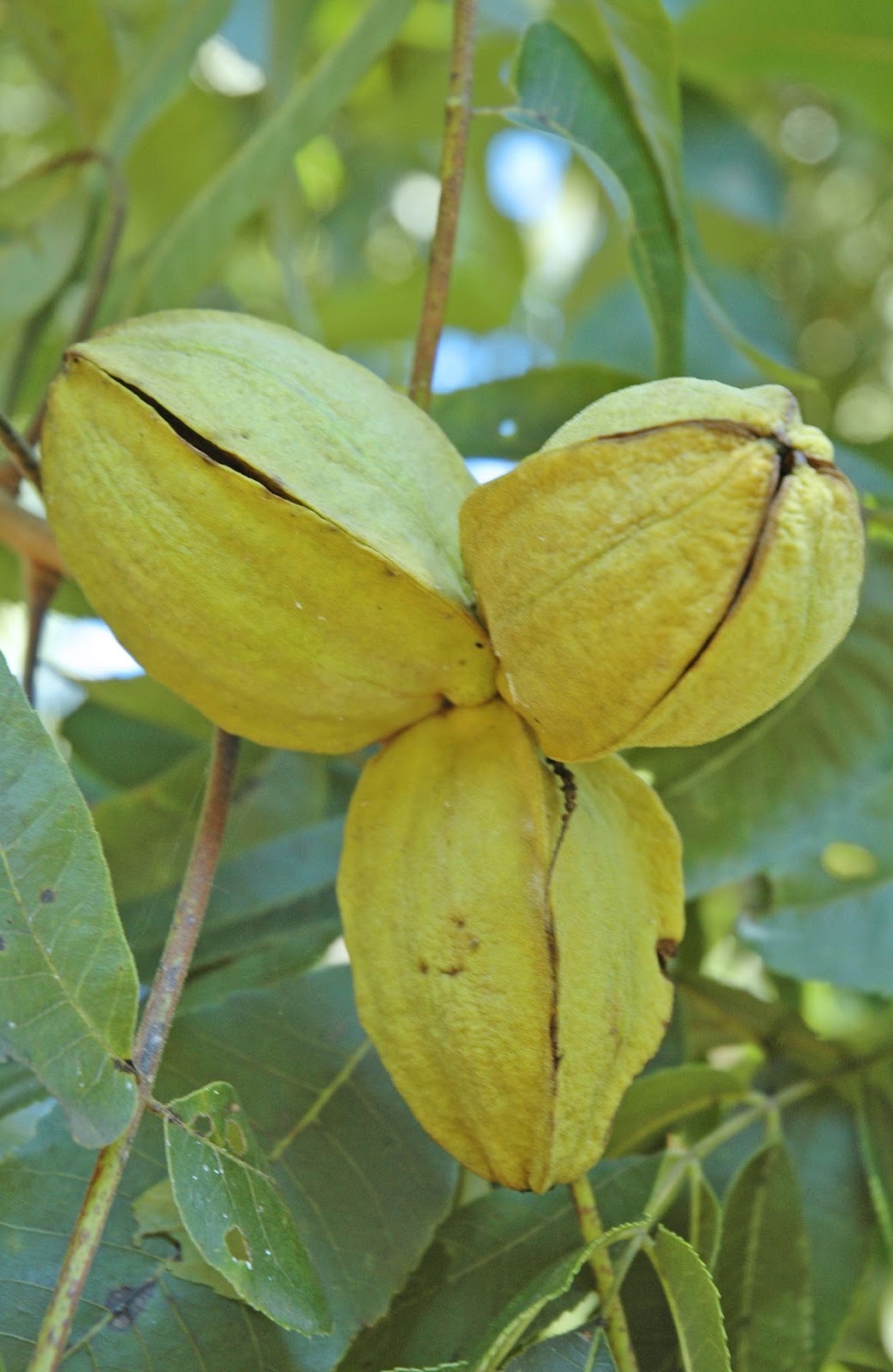 Northern Pecans: Pecan cultivars spliting shuck in late September