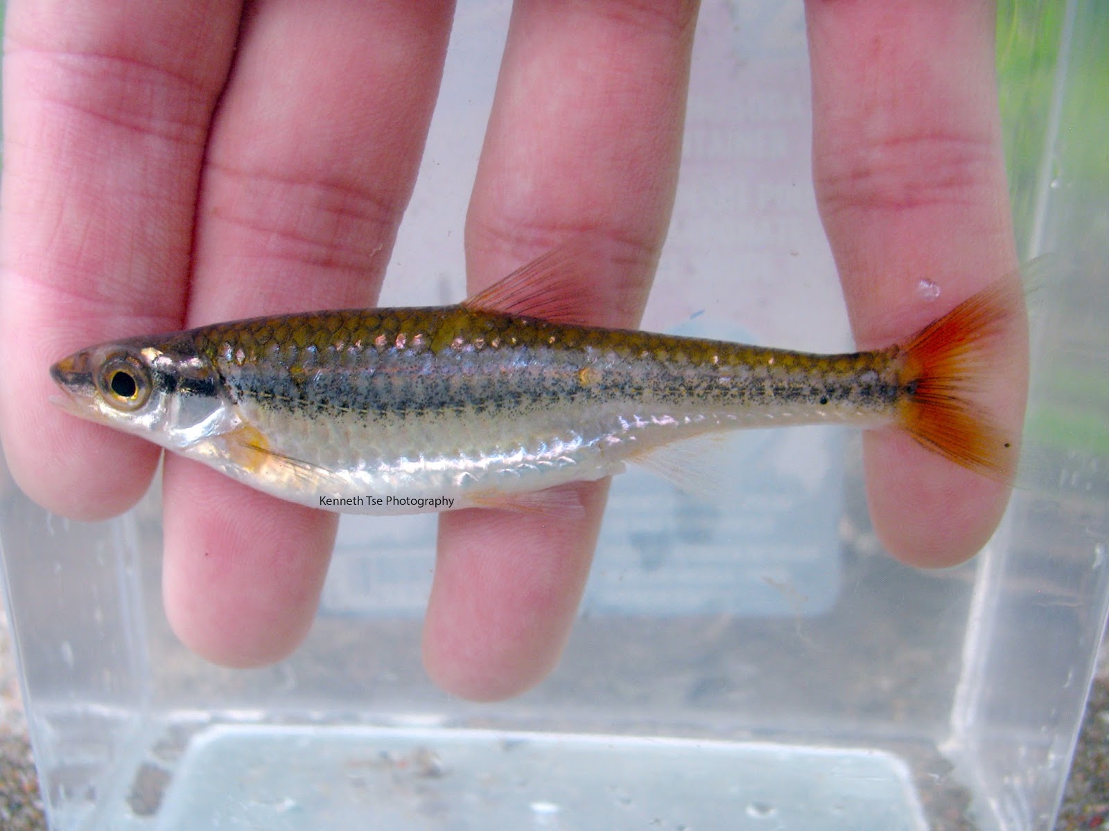 MuskieBait Adventures: 2016 US Midwest (Day 2)