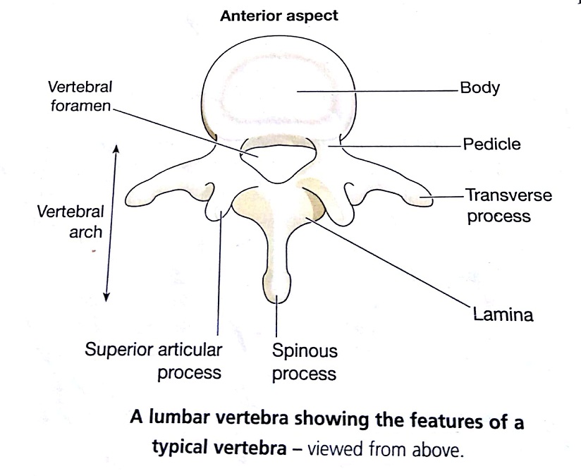 VERTEBRAL COLUMN