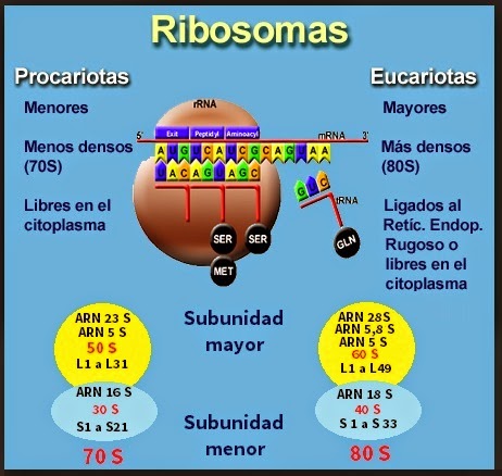P-13 La subunidad mayor..............de los ribosomas procarióticos ...