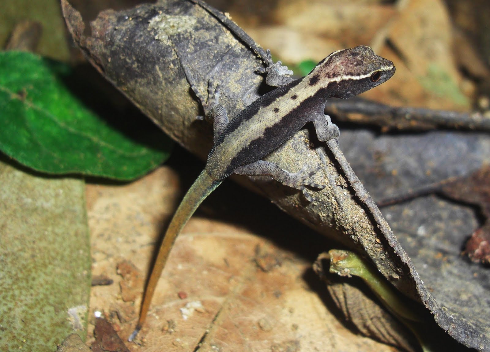 Photography & Me: A Colourful Little Gecko