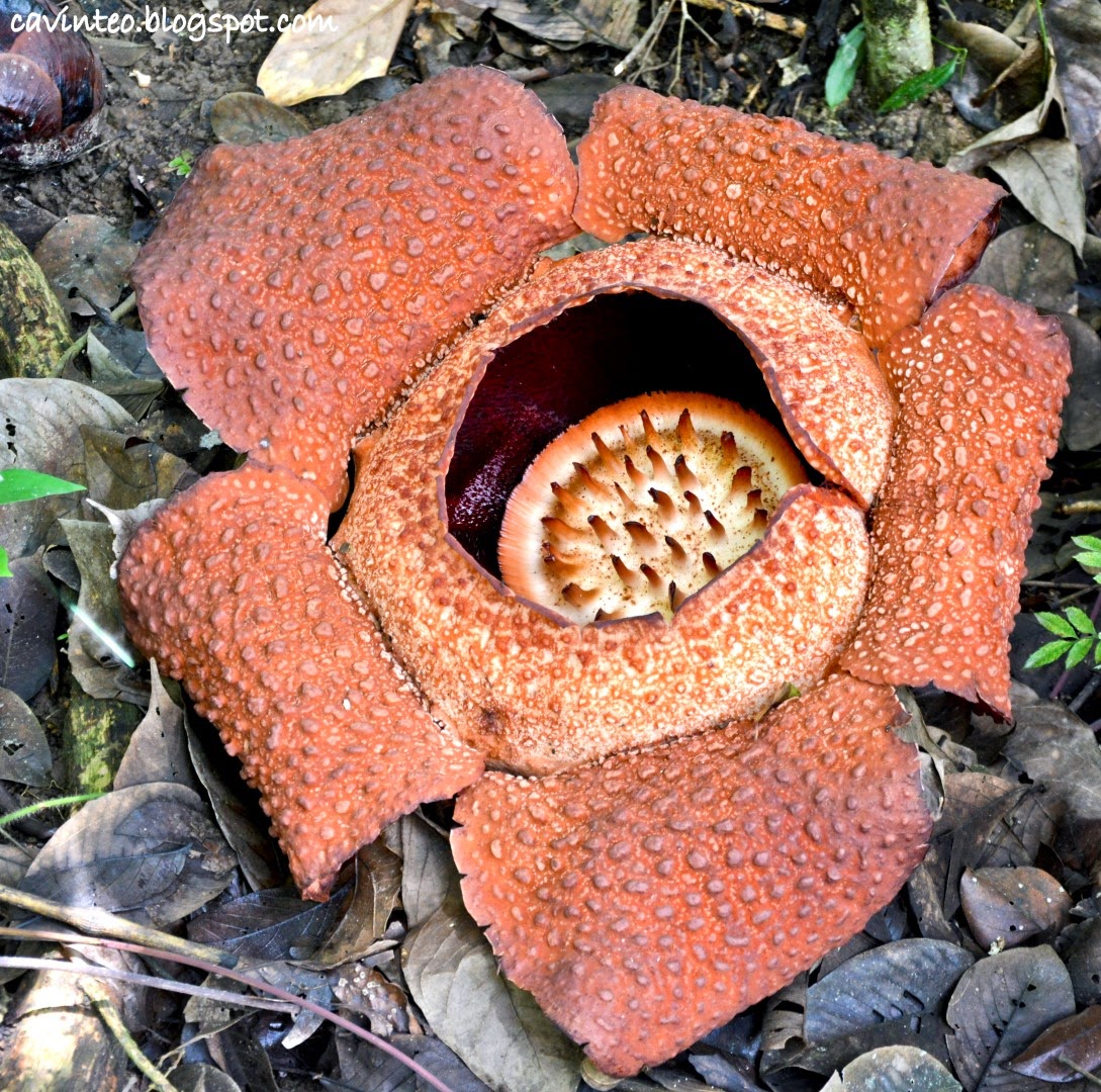 Entree Kibbles: Kota Kinabalu (Sabah) Travel Itinerary 2015 - 7 Days 6 ...