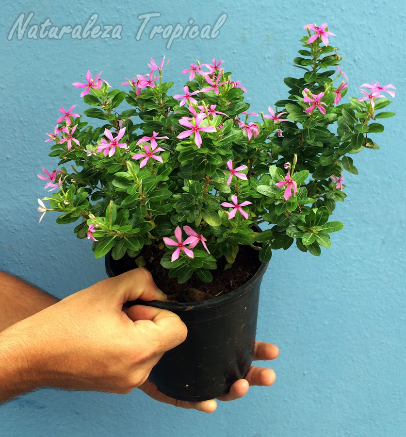 5 razones para cultivar Vicarias, Vinca rosea o Catharanthus roseus ...