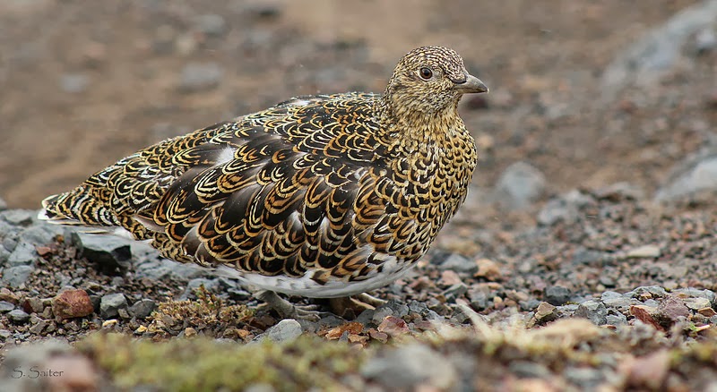 Aves Australes: Perdicita Cordillerana Austral