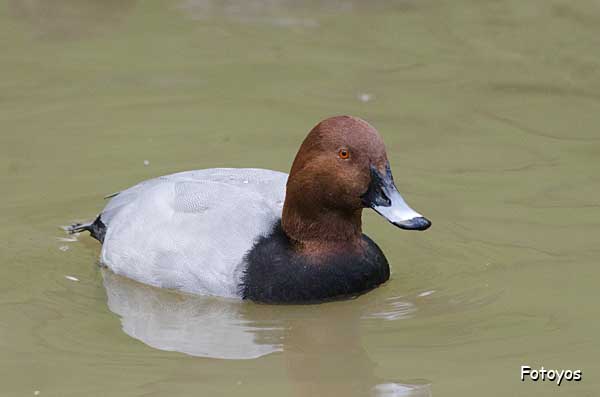 fotoyos: Porrón común