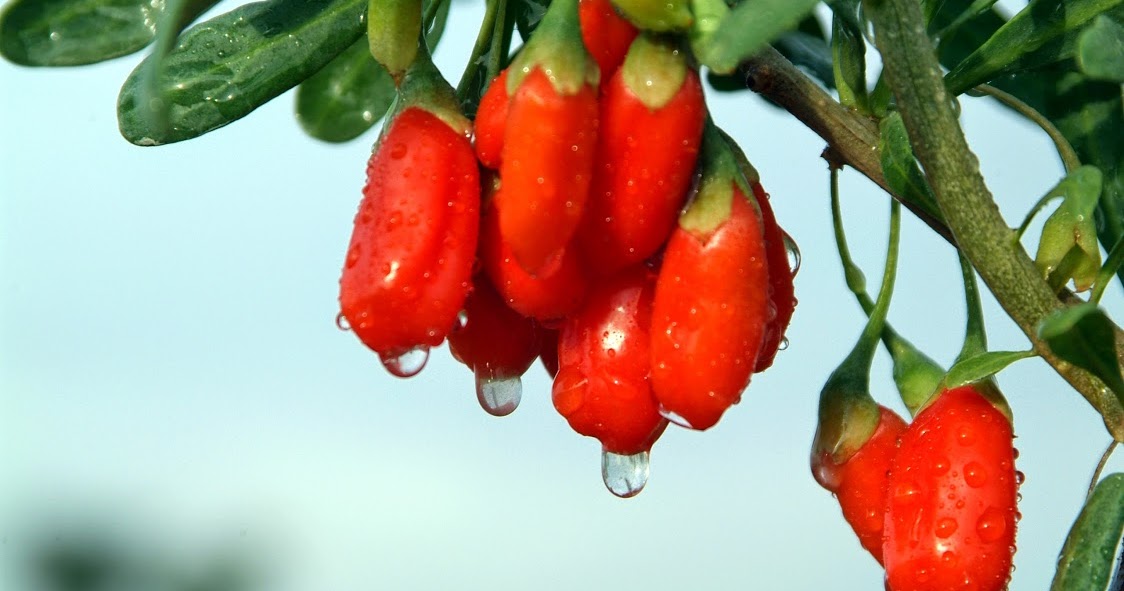 VIDA NATURAL: Goji - O "super alimento"