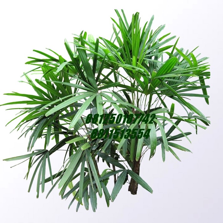 310 TANAMAN HIAS | JASA TUKANG TAMAN SURABAYA