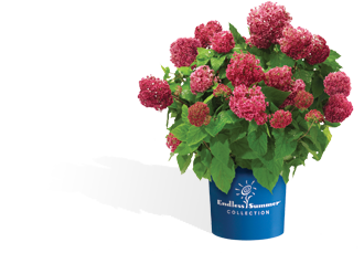 Woodbridge Greenhouses Blogger: Bella Anna Hydrangea