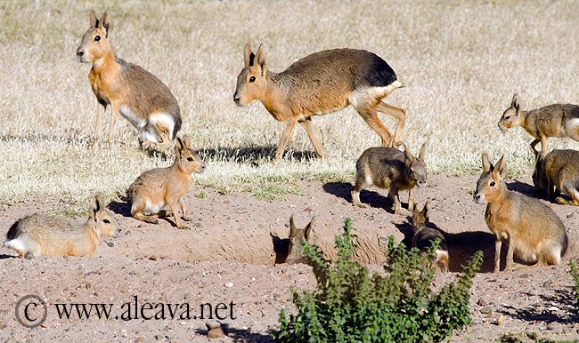 Las maras, su madriguera y el amamantamiento de los gazapos en ...
