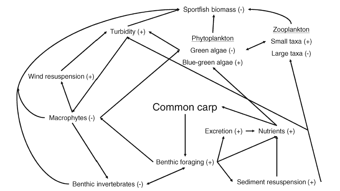Virginia Tech Ichthyology Class : The Rise of Carp and The Fall of Game ...