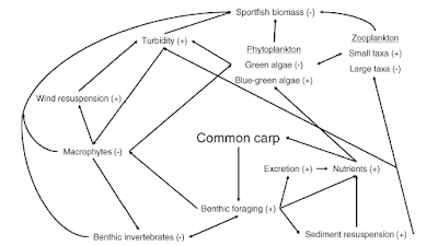 Virginia Tech Ichthyology Class : The Rise of Carp and The Fall of Game ...