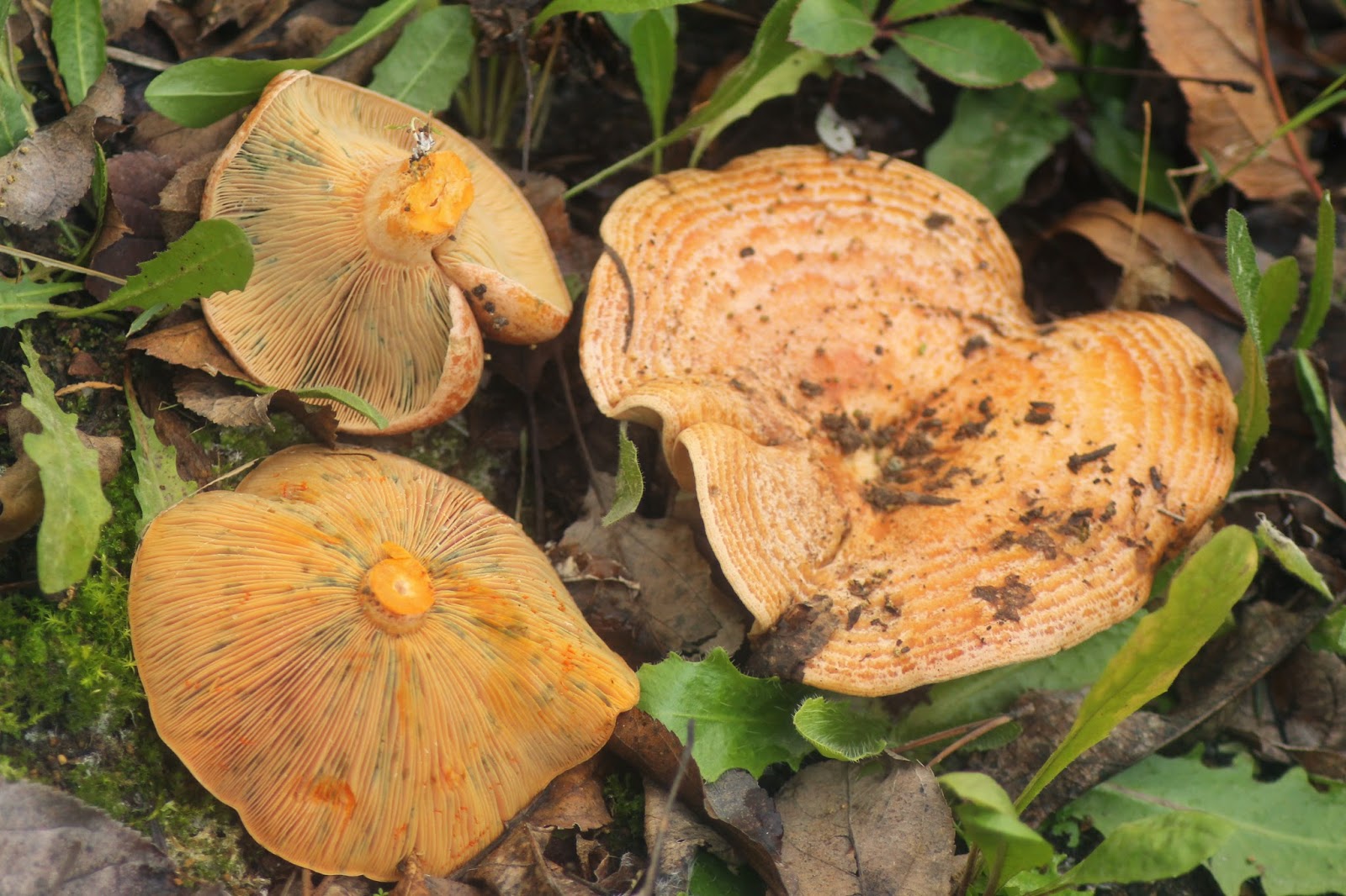 Cáceres al natural: NÍSCALOS NAVIDEÑOS, OTOÑO CALIENTE
