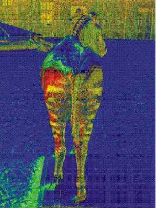 White Wolf : Study answers how the zebra got its stripes (Video)