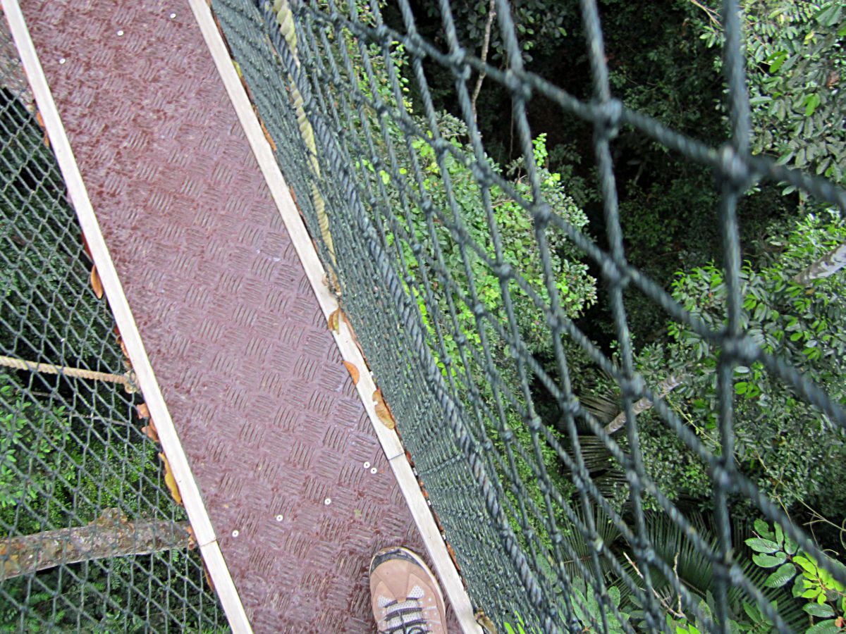 Stock Pictures: Canopy Walk in the Tamen Nagera Rain Forest