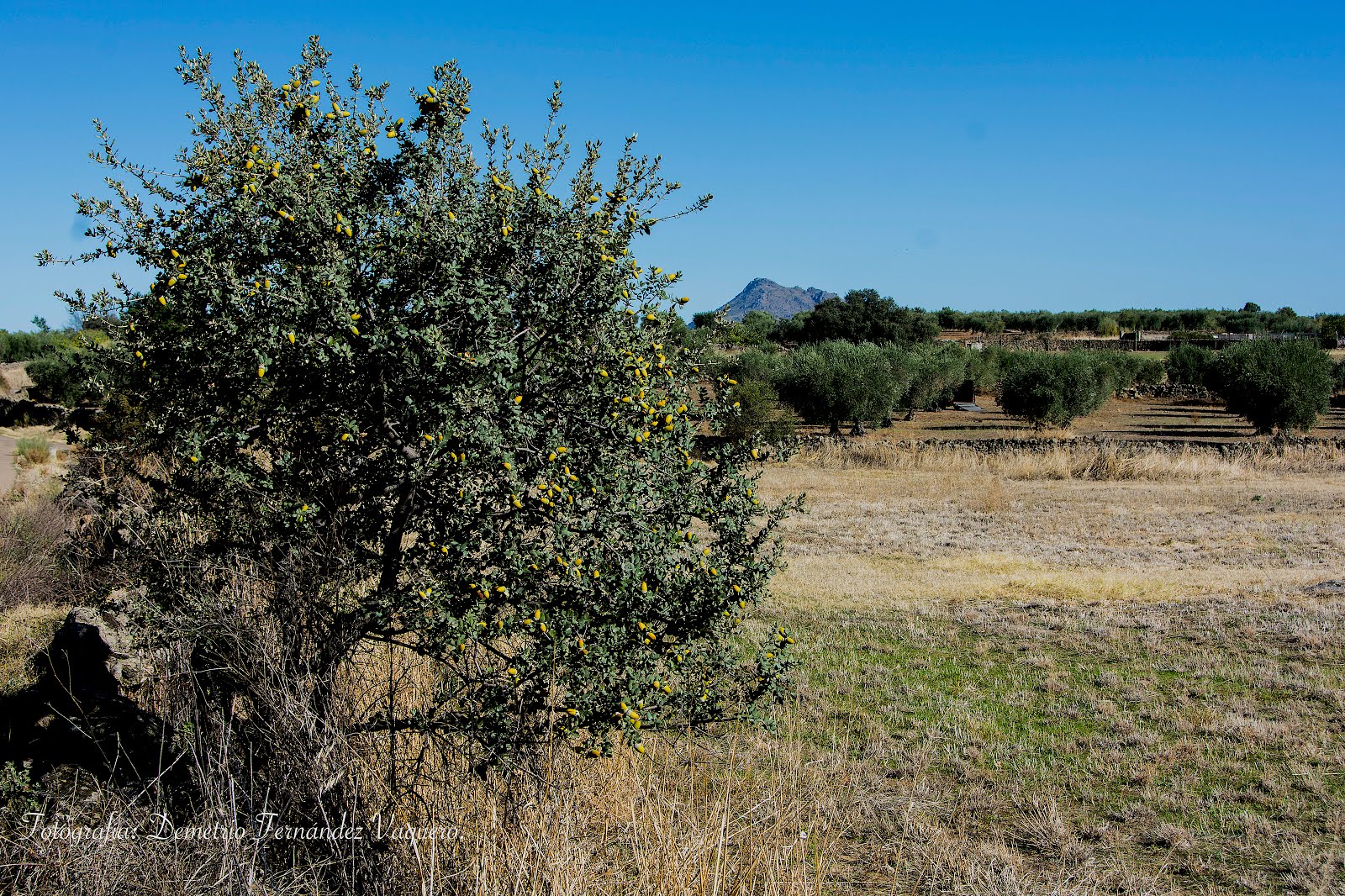 La Encina, chaparro o Quercus ilex y sus frutos abundan en Villamesías ...