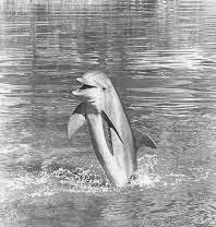 Series de TV Inolvidables: FLIPPER