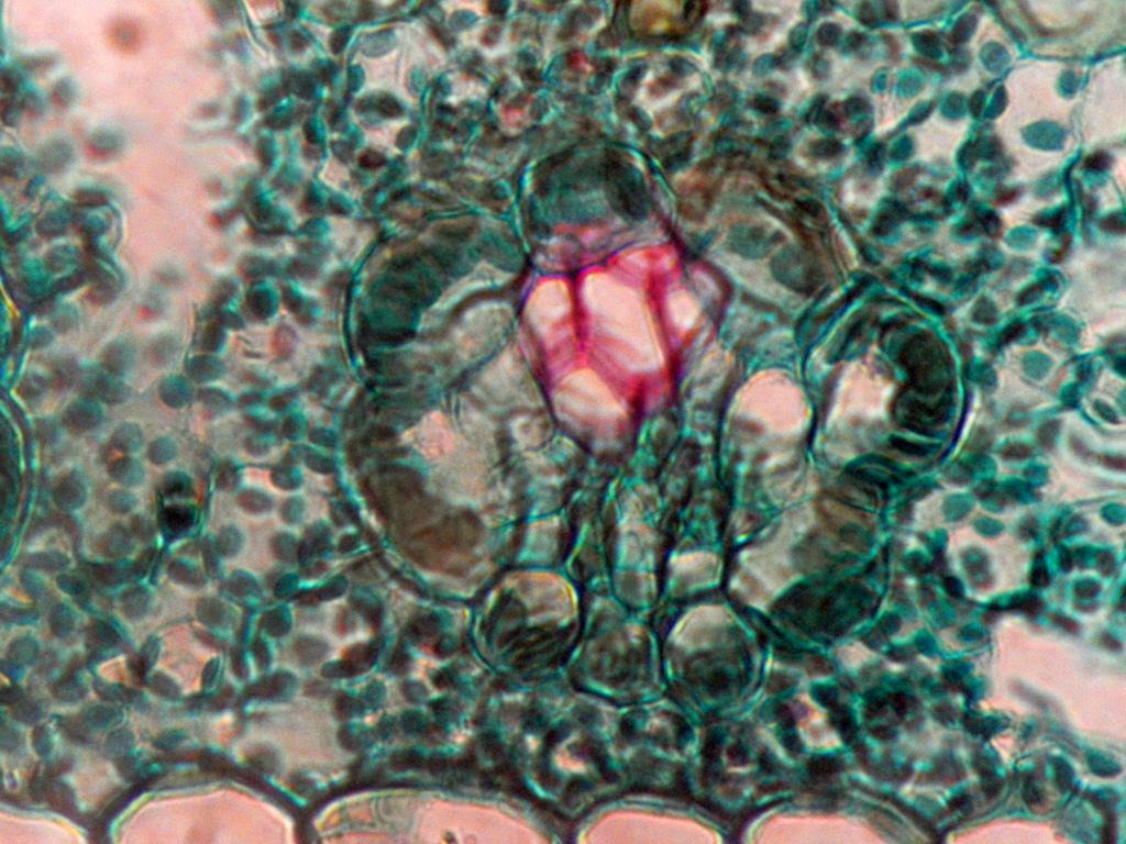 Bio Geo Nerd: Leaf Anatomy