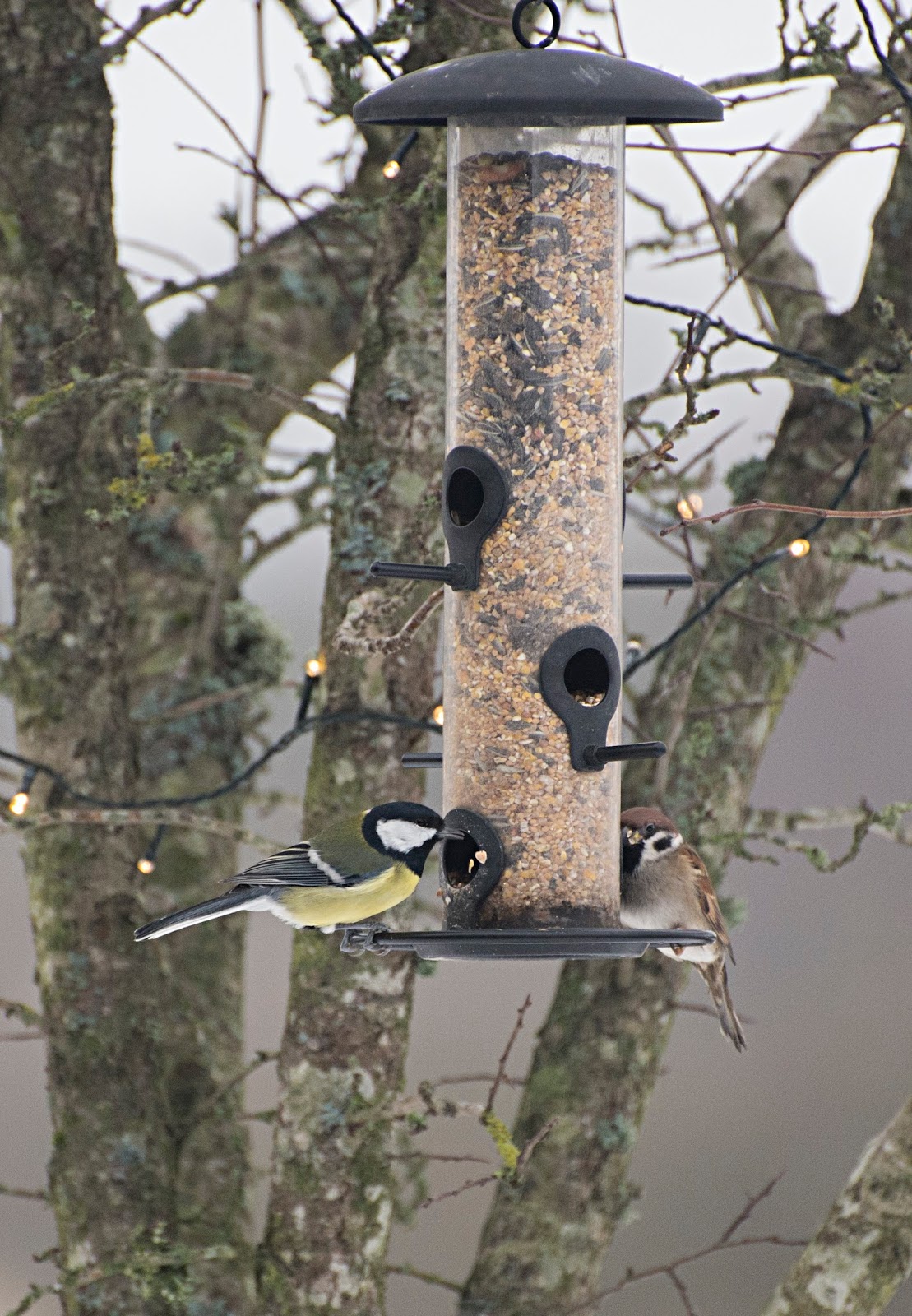 Mit grønne univers: Fugle i haven - musvit