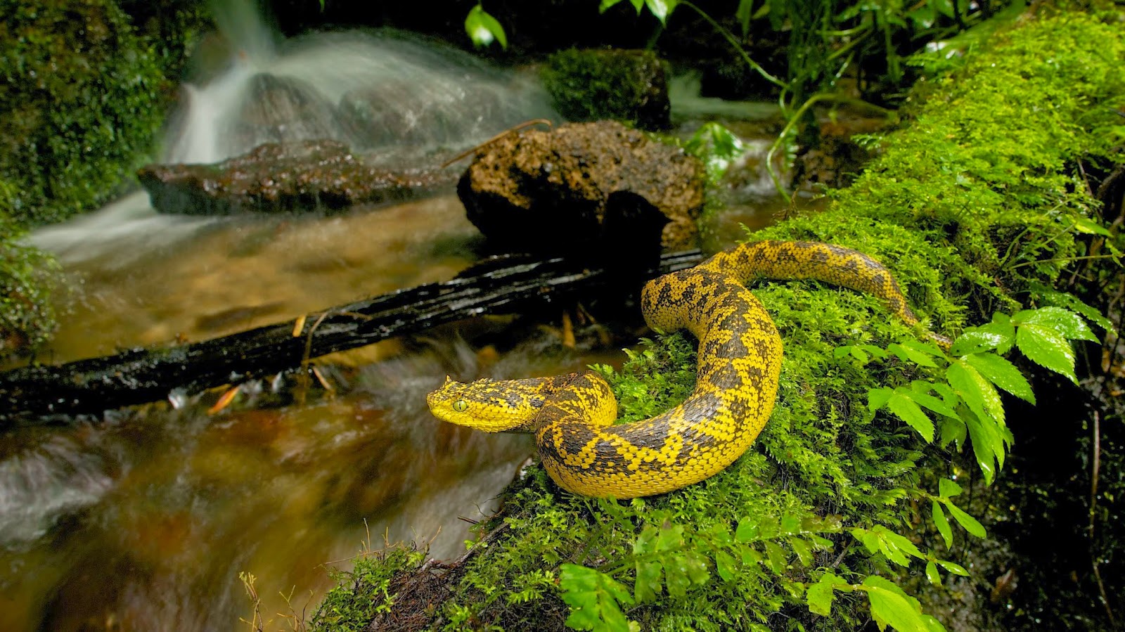 Stuart Marsden's Conservation Research Group: October 2014