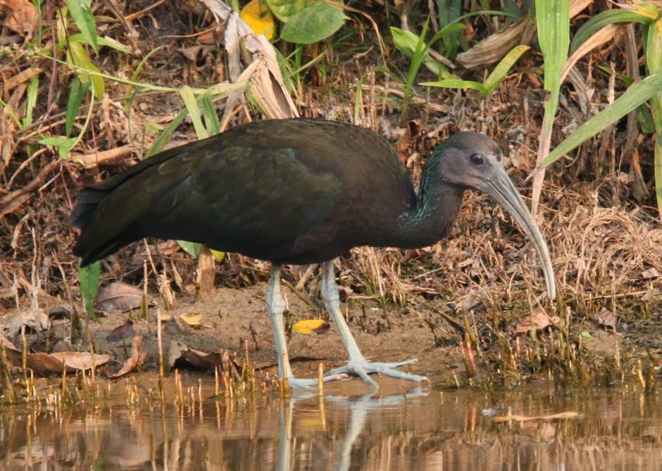 Tierra de cigueñas: Ibis verde (Mesembrinibis cayennensis)