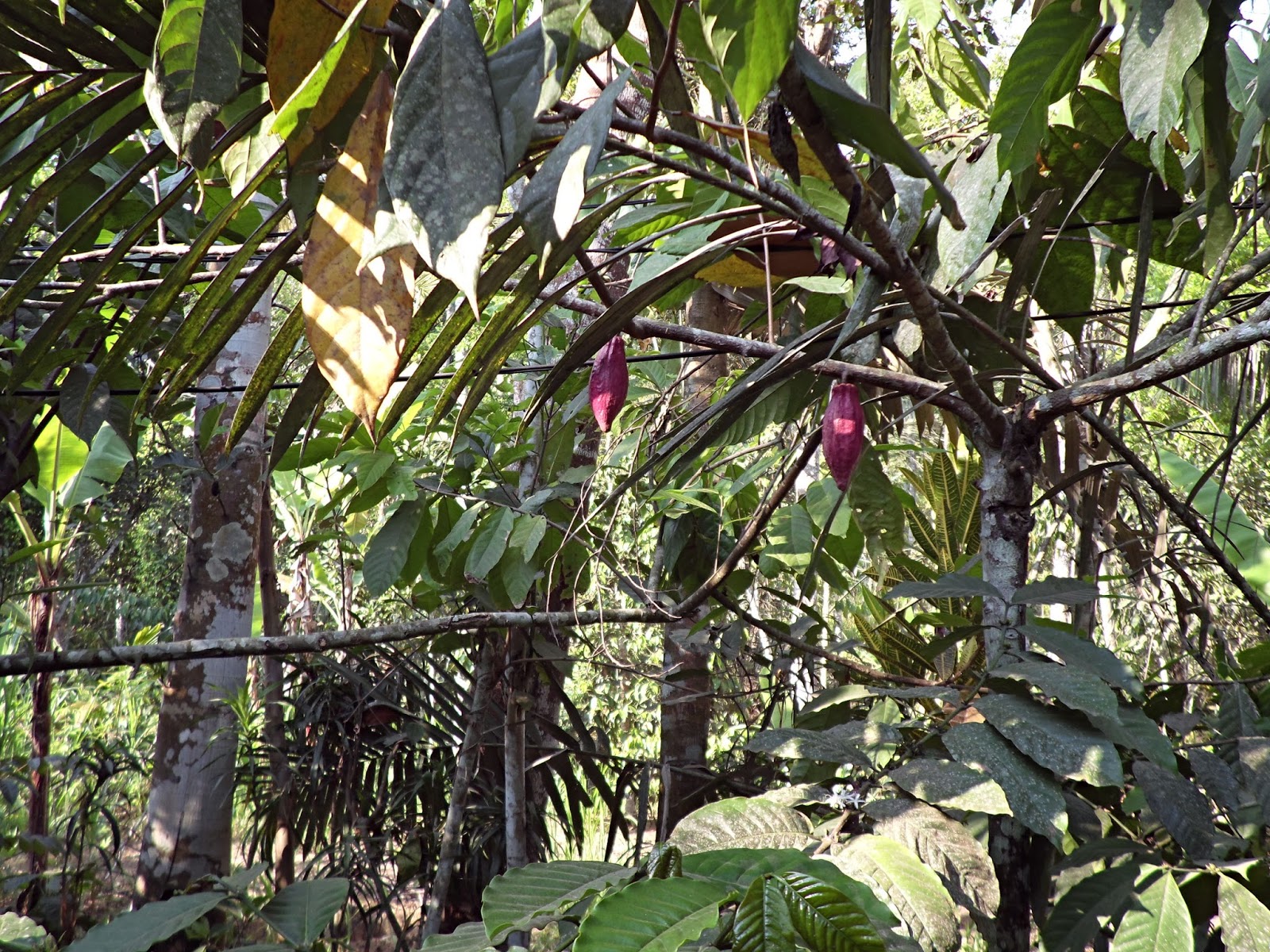 Food, Travel and Life: Satria Agrowisata, Bali - Tea and Coffee Tasting