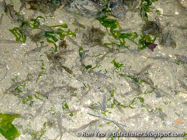 tHE tiDE cHAsER: Prawns (Phylum Arthropoda: Suborder Dendrobranchiata ...