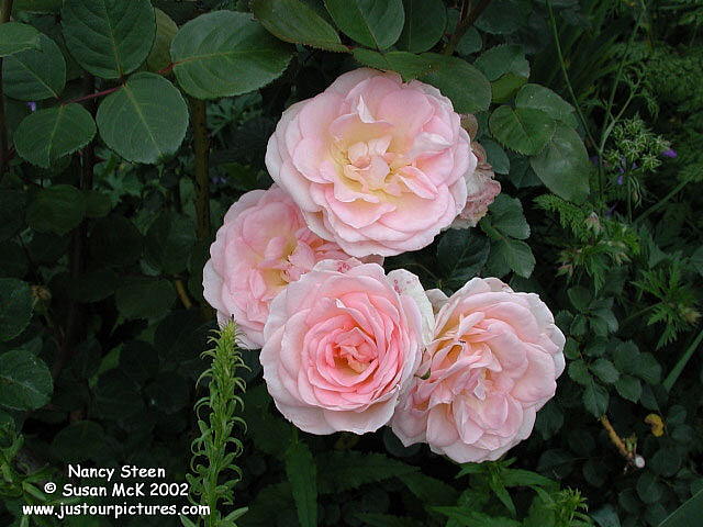 Lee Caroline - A World of Inspiration: Roses - Nancy Steen garden and ...