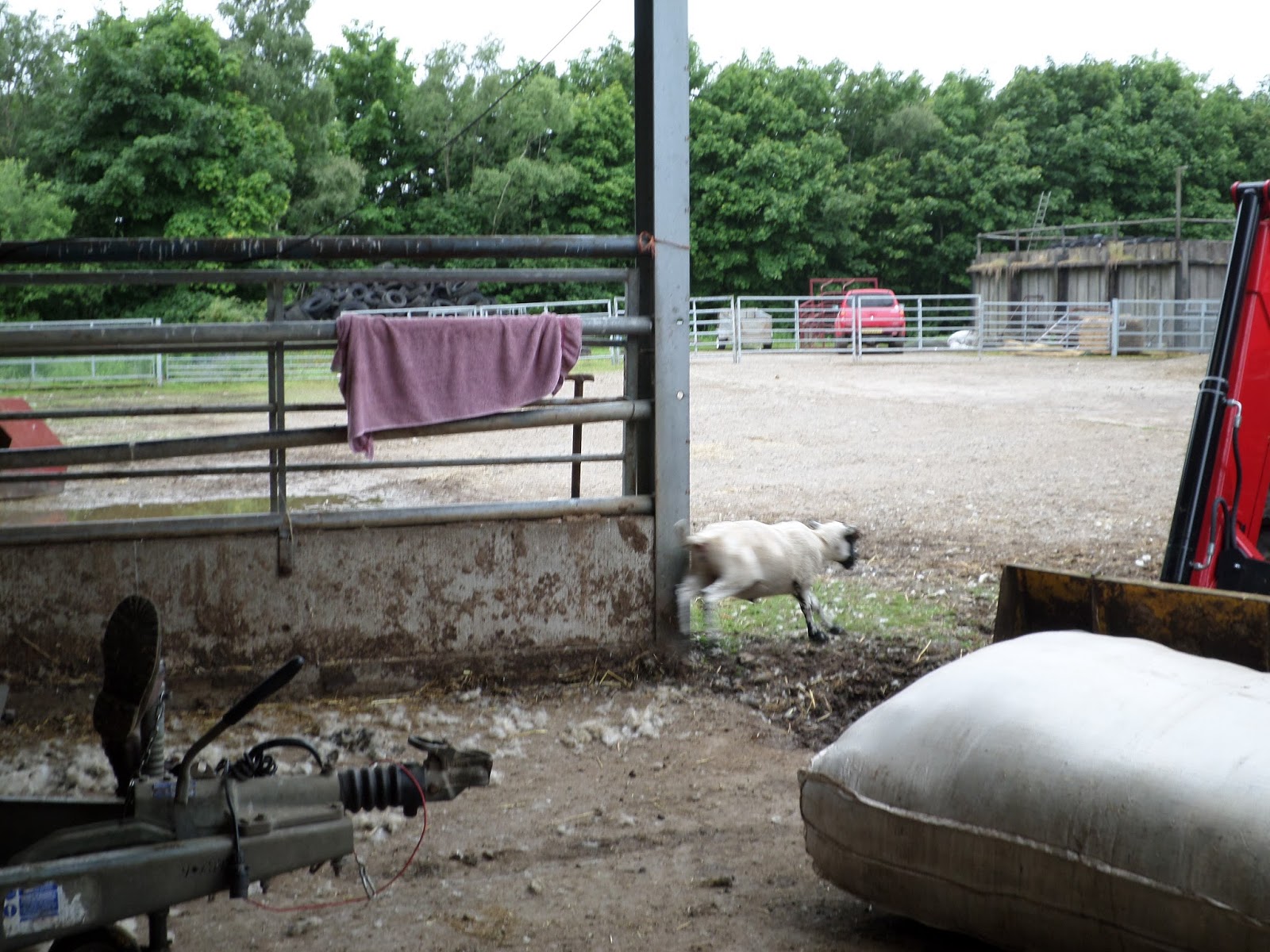 Orzechs, continued: Sheep Shearing in Glenogil, Scotland