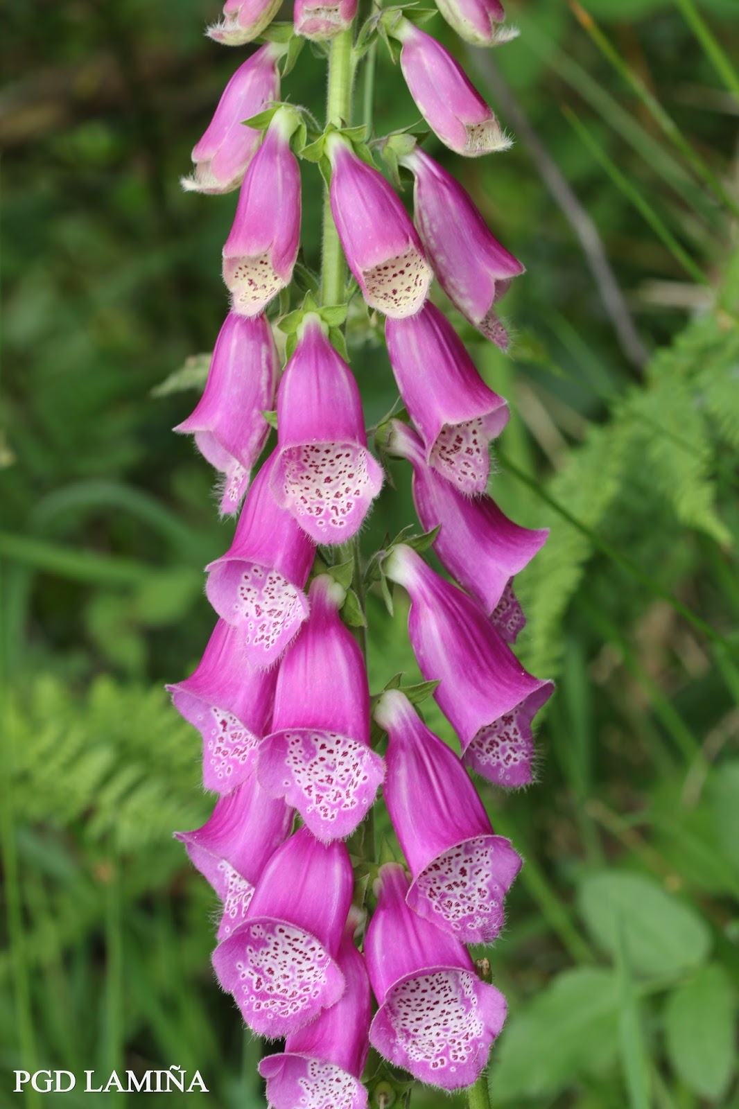 DIGITALIS PURPUREA. dedalera o digital