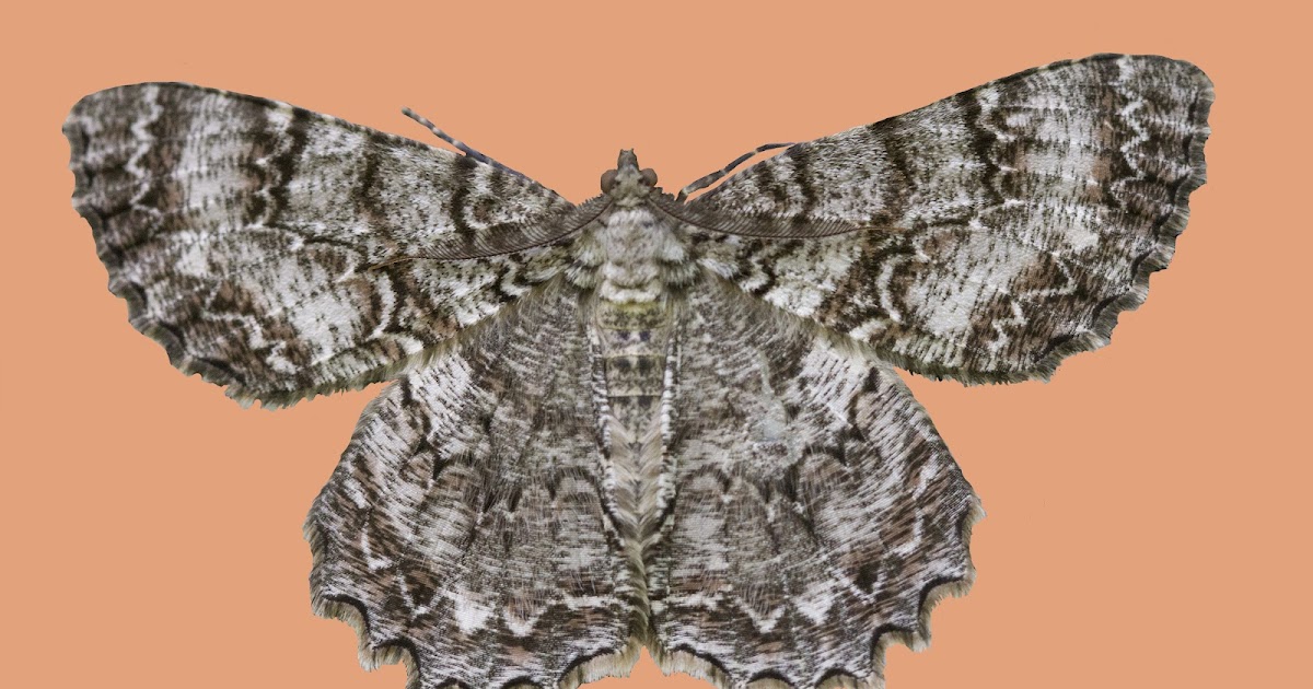 Pretty Medicine : Moth Medicine and Transformation