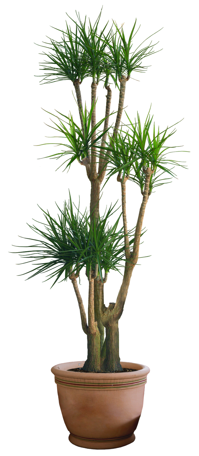 Pleasures in Helping Others: Beautiful Transparent Plants & Trees - 1st ...