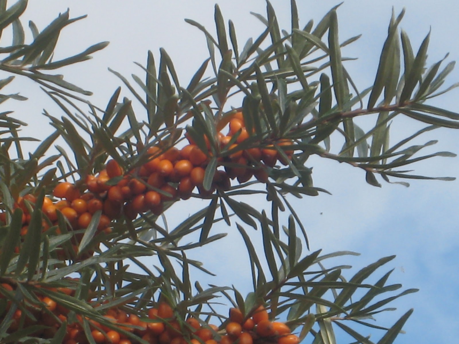 HRANA VIE: CATINA ALBA