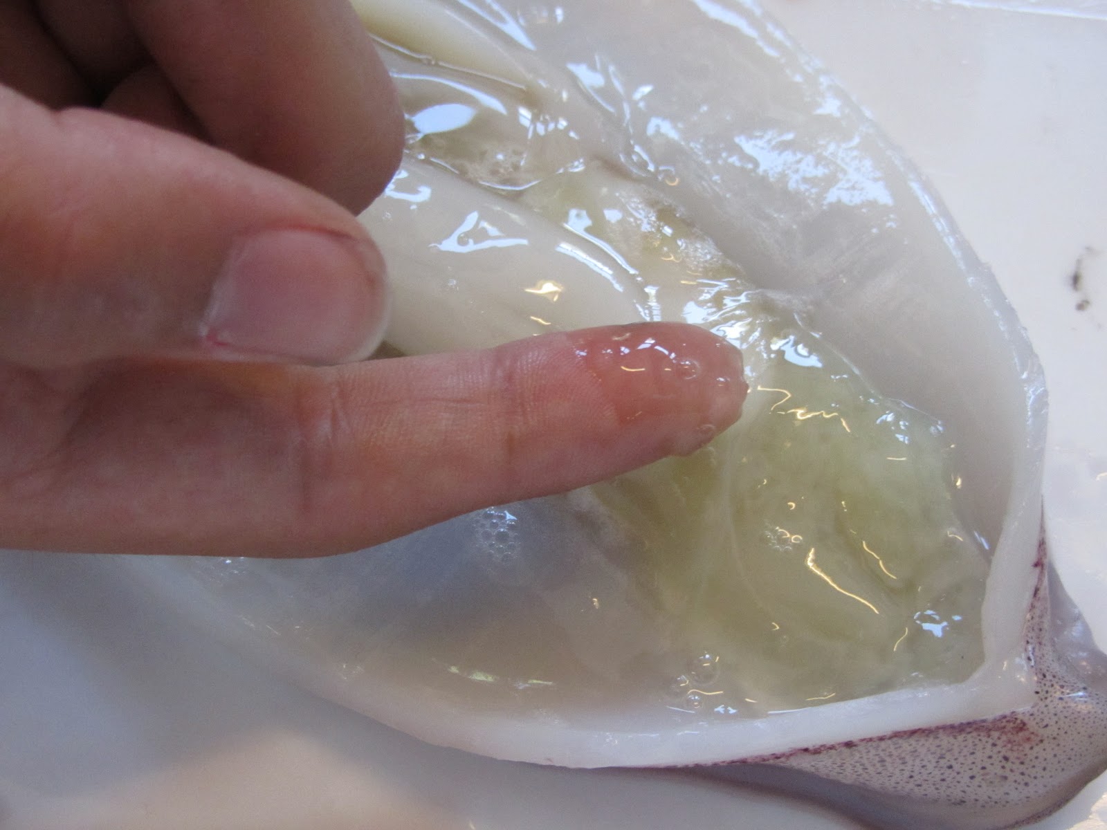 STELLA MARIS CIENCIA: 1º ESO durante la disección de un calamar