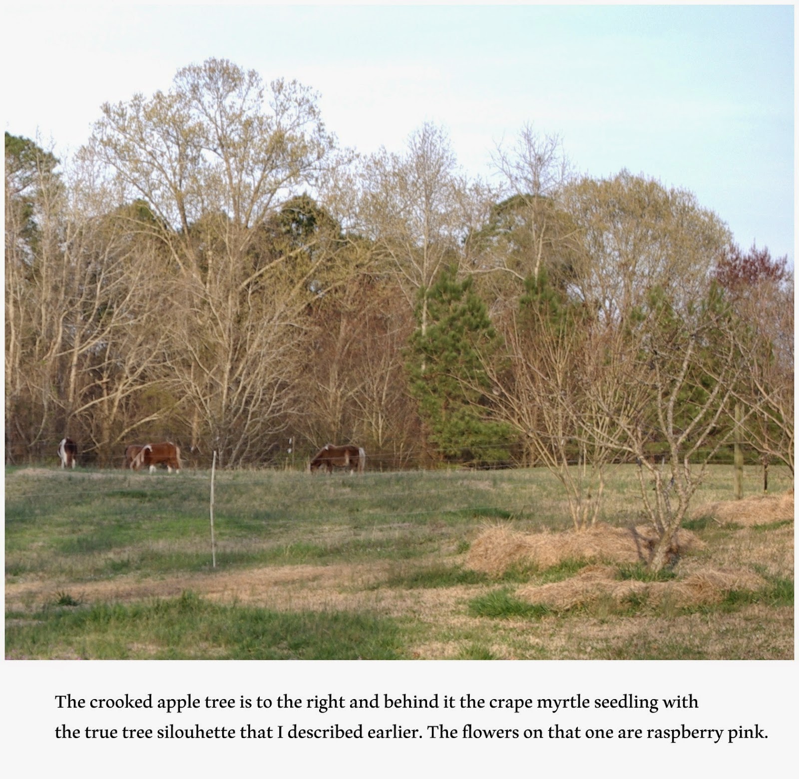 sweetbay: Crooked Trees