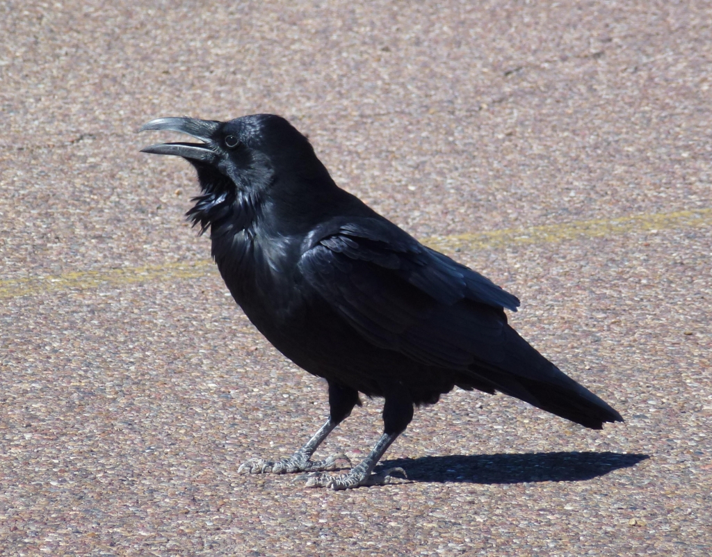 DB McNicol, Author: #AtoZchallenge: Cuervo or Crow