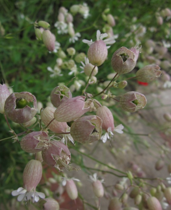 grøntsagsnørden: ny planteportræt: "stridolo"