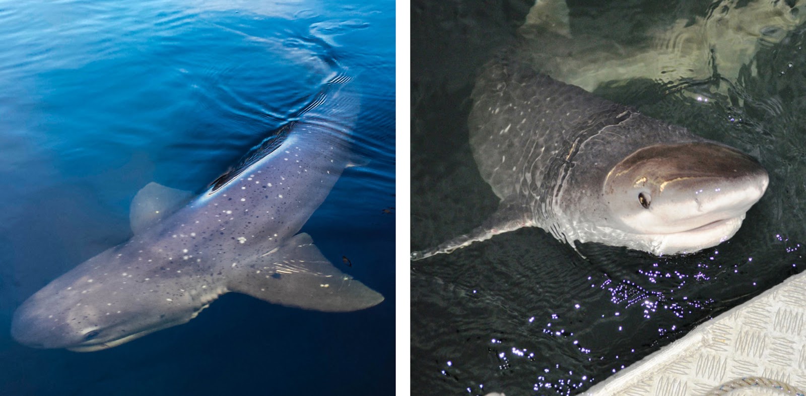 NZ Marine Studies Centre: Research @ Otago - Rob Lewis