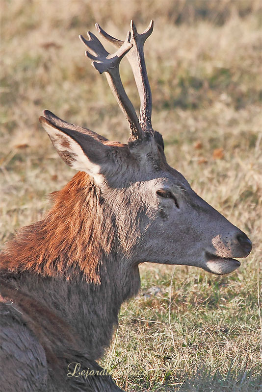 Daguets ( Cervus elaphus).
