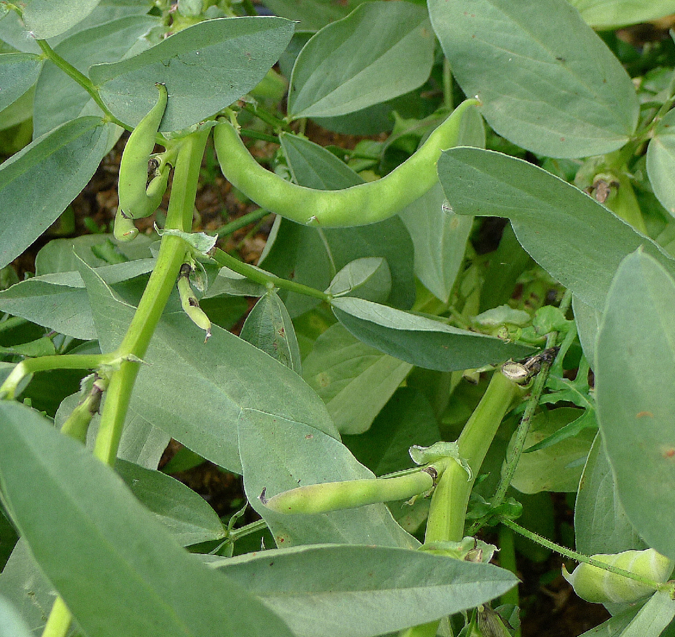 MY KITCHEN IN SPAIN: FAVA FINALE