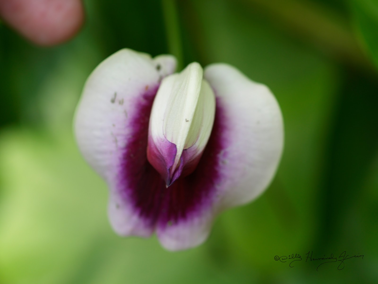 Flora de Puerto Rico Ilustrada Papo Vives: FABOIDEAE CENTROSEMA ...
