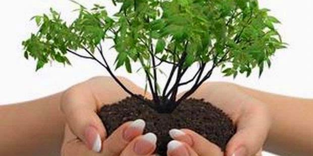 SUDAHKAH ANDA MENANAM POHON - Rangkuman Cara Bertanam Lengkap