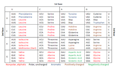 Langkah Sintesis Protein - EDUBIO